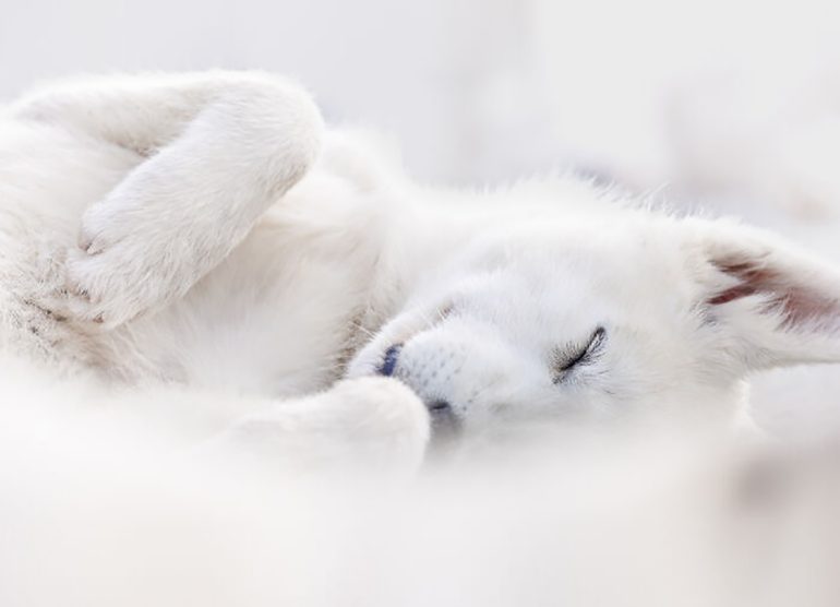 Les magnifiques clichés lauréats du Dog Photography Awards 2022 - Creapills