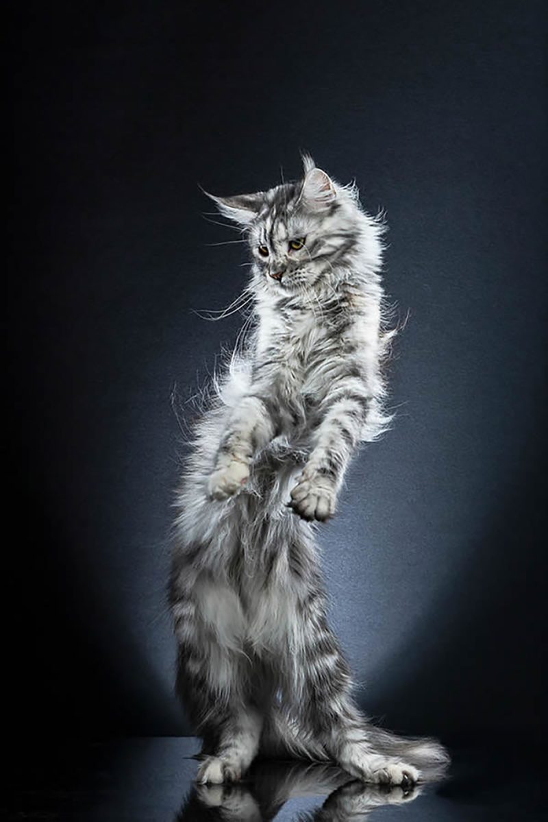 Les portraits insolites de chats en position debout du photographe ...