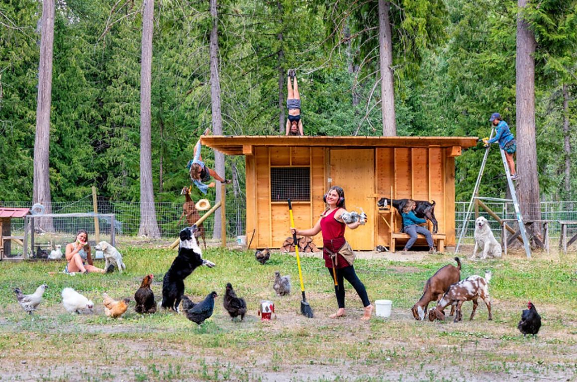 Les fascinants "portraits de famille" d’animaux de la ferme de Tasha Hall