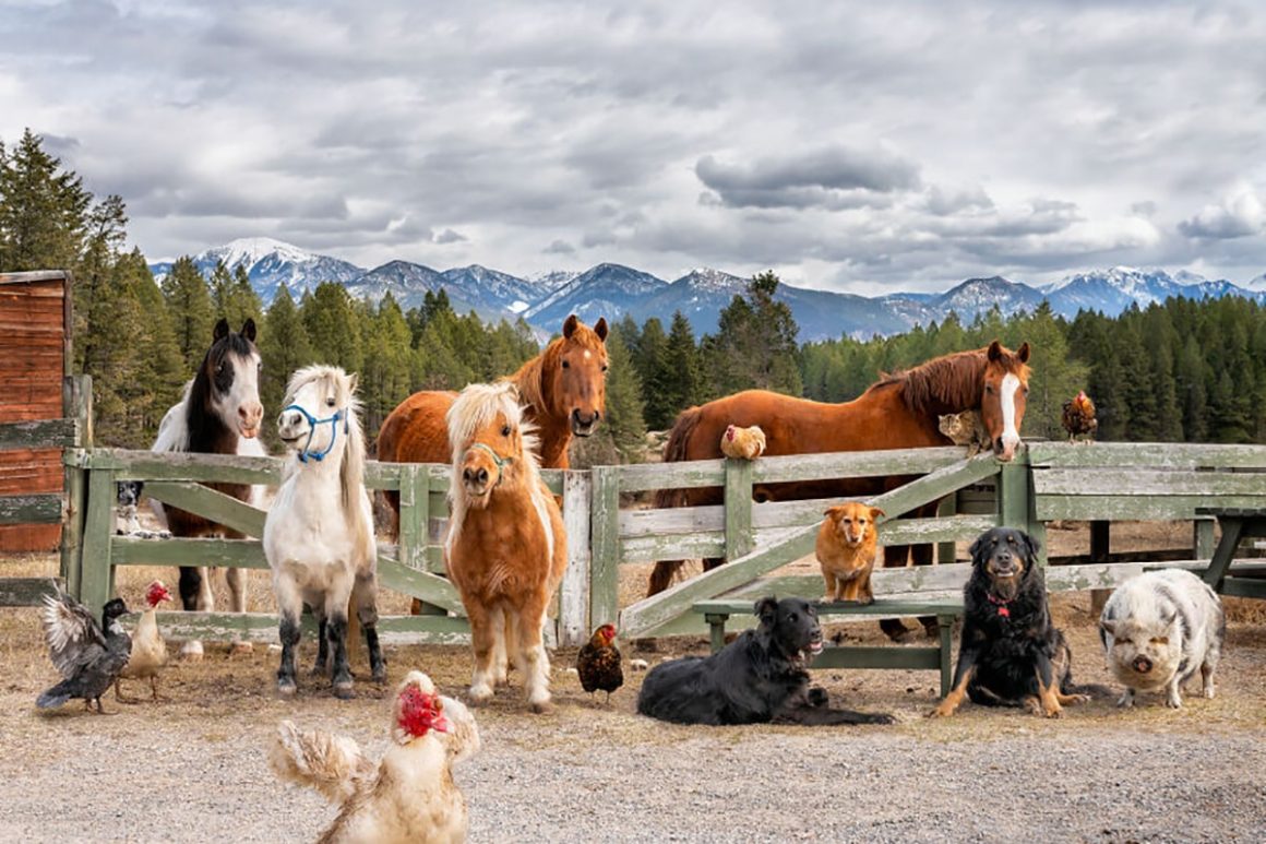 Les fascinants "portraits de famille" d’animaux de la ferme de Tasha Hall
