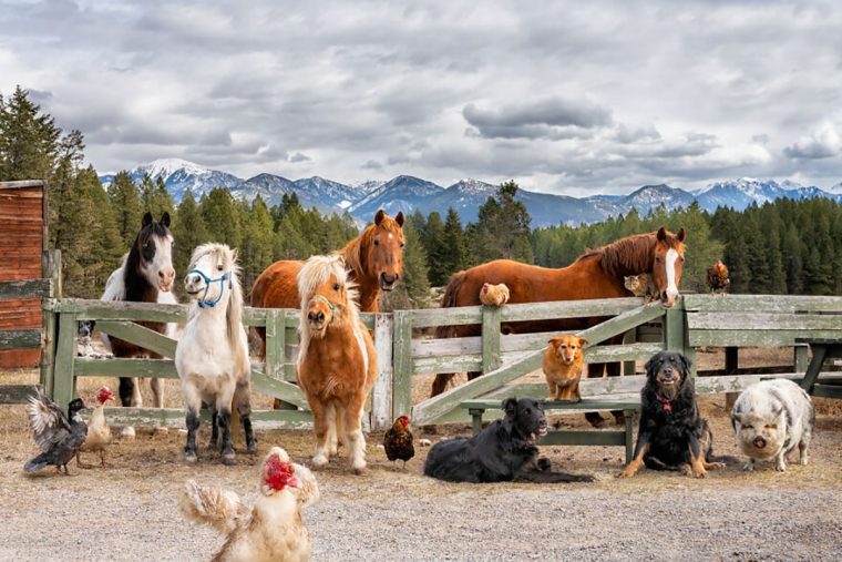 Les fascinants "portraits de famille" d’animaux de la ferme de Tasha Hall