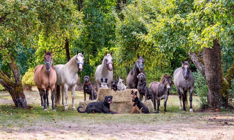 Les fascinants "portraits de famille" d’animaux de la ferme de Tasha ...