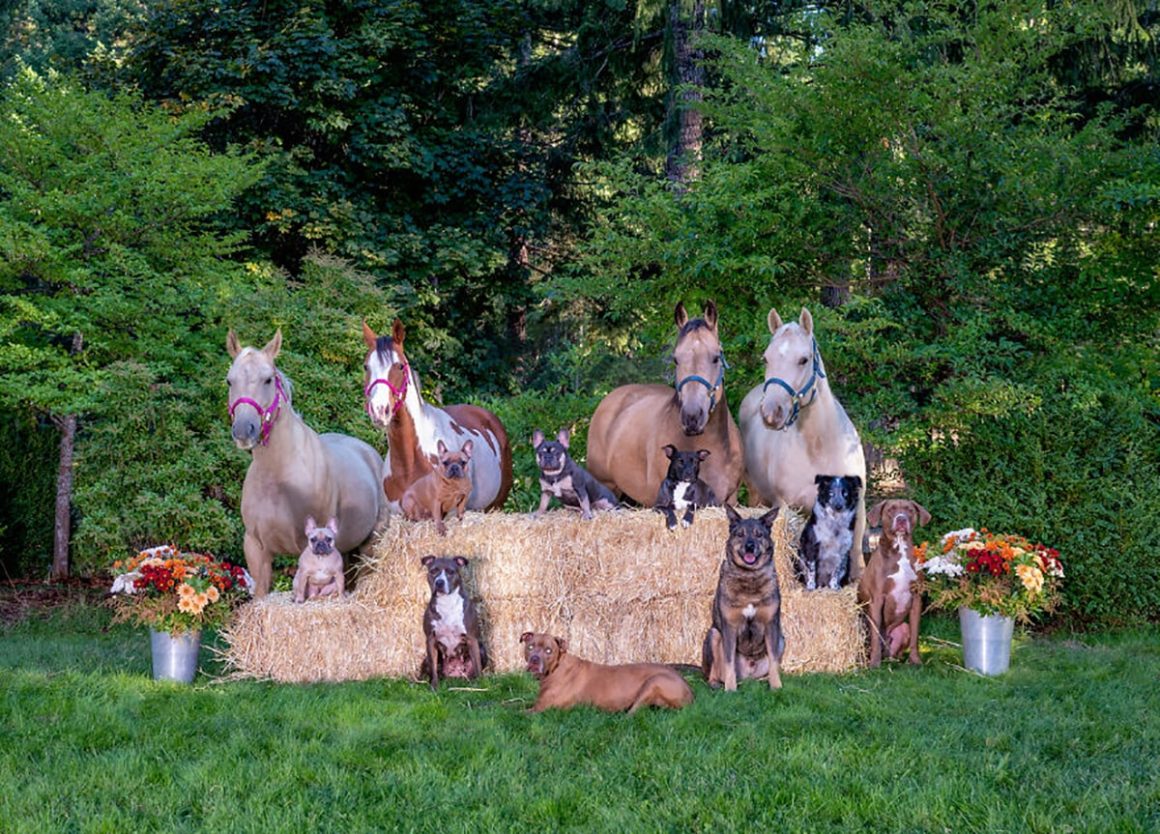 Les fascinants "portraits de famille" d’animaux de la ferme de Tasha Hall