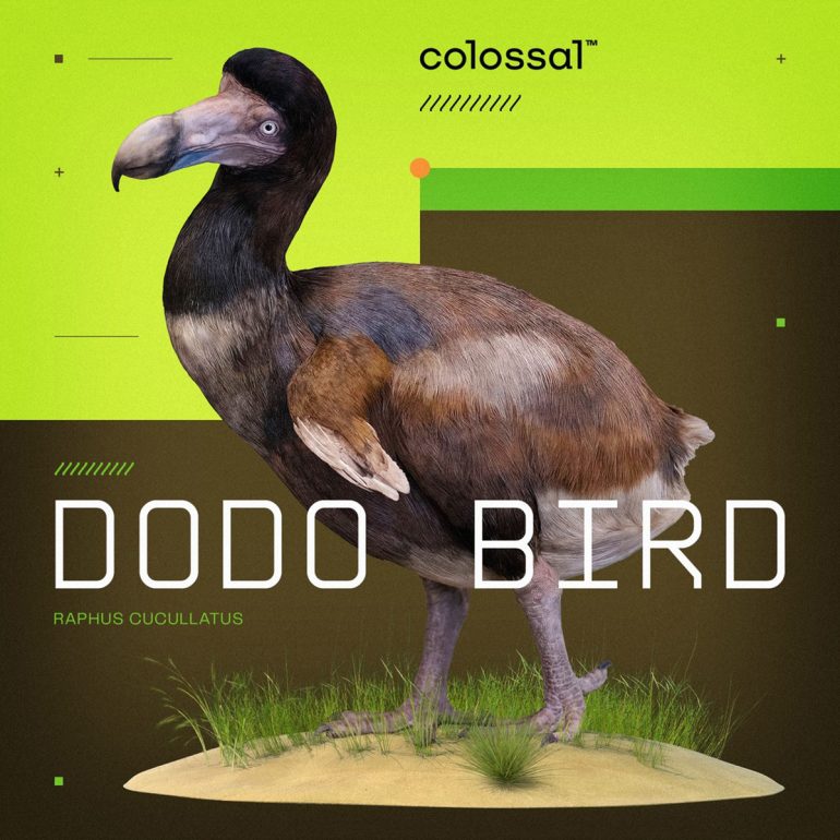 5 siècles après son extinction, cette startup veut ressusciter le dodo ...