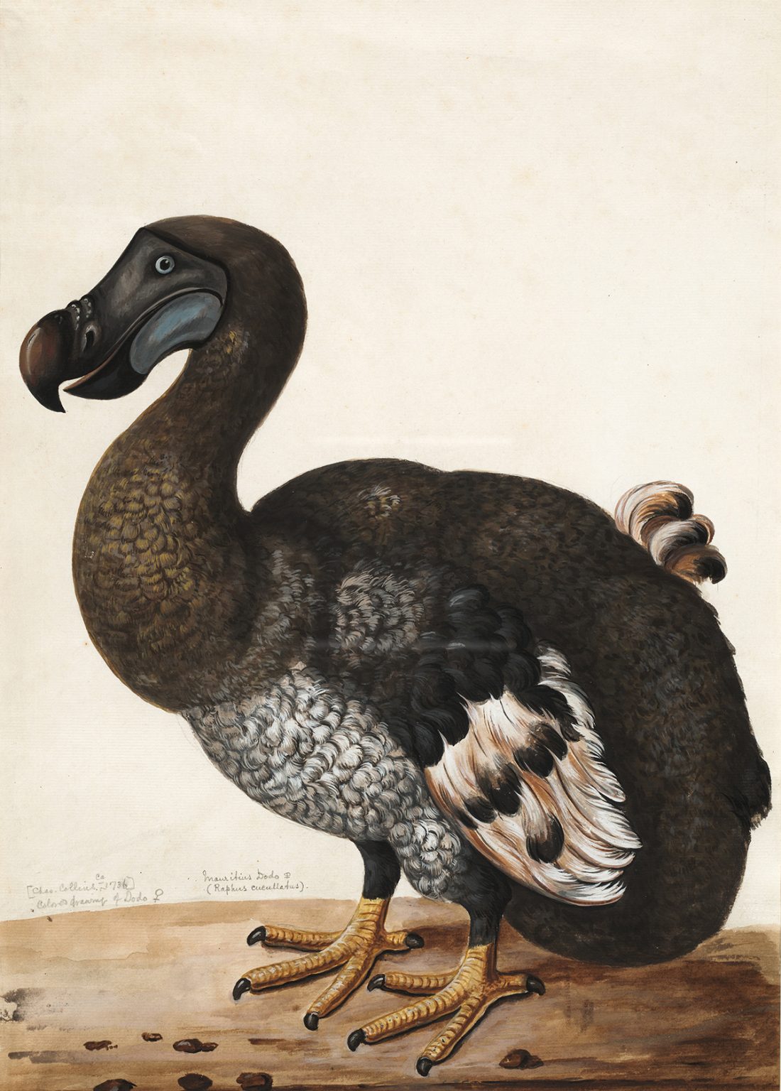 5 siècles après son extinction, cette startup veut ressusciter le dodo ...