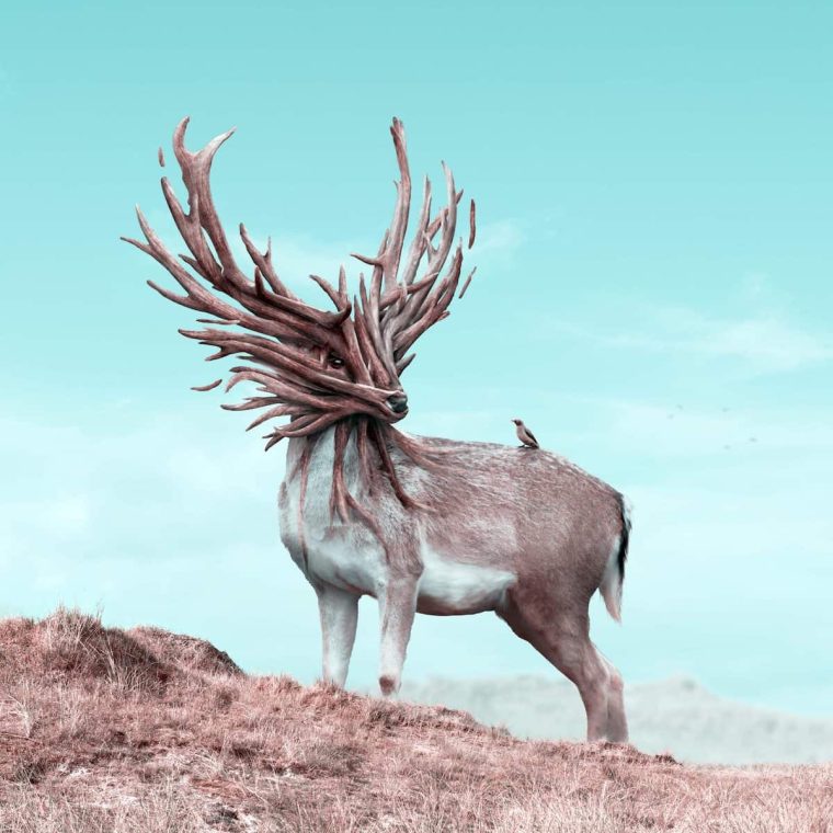 On a demandé à 2 artistes de transformer les expressions françaises en ...