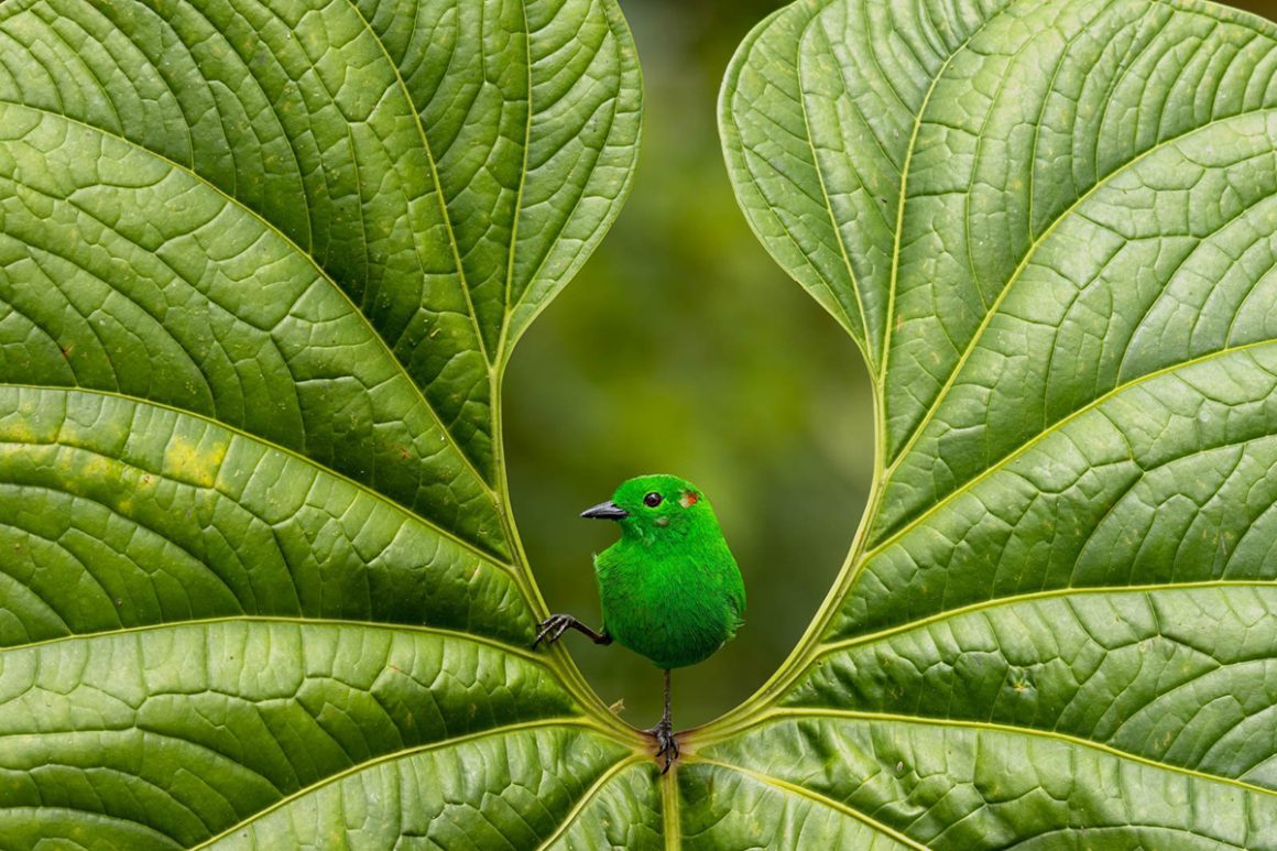 Les magnifiques clichés lauréats du Bird Photographer of the Year 2023 ...