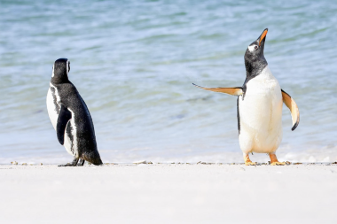 Les 30 photographies les plus cultes du Comedy Wildlife Photo Awards ...