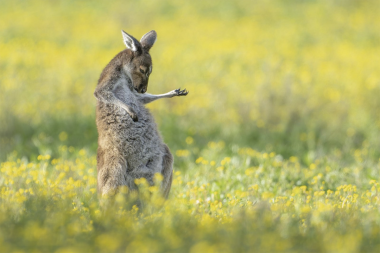 Les 30 photographies les plus cultes du Comedy Wildlife Photo Awards ...