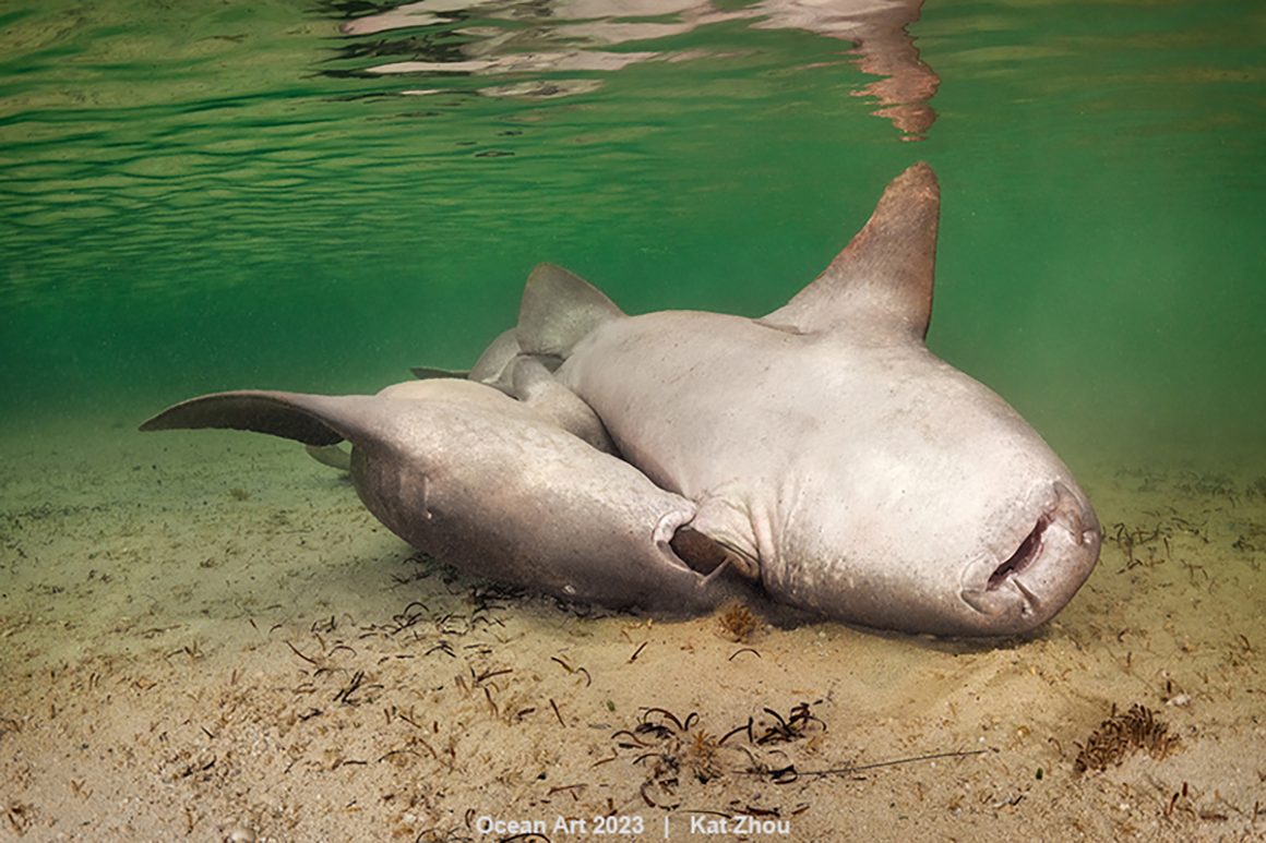 Les magnifiques photographies lauréates du concours photo Ocean Art (45 ...