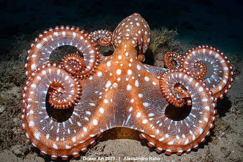 Les magnifiques photographies lauréates du concours photo Ocean Art (45 ...