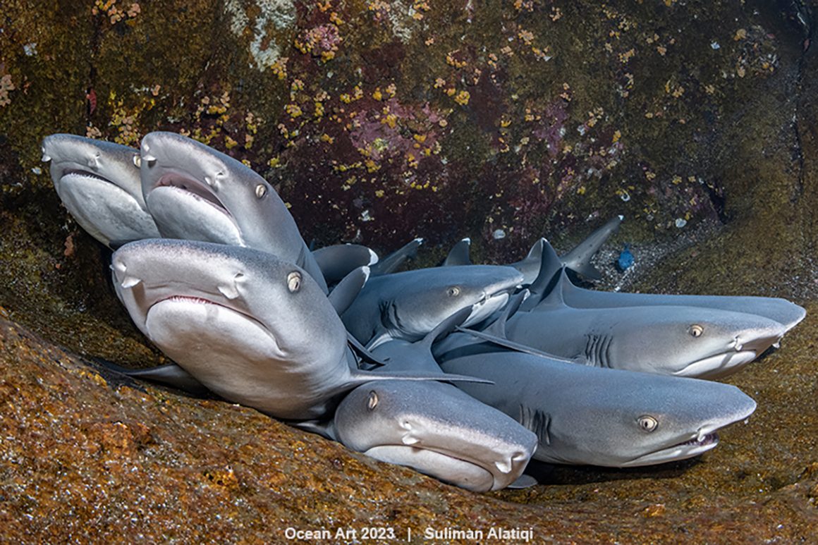 Les magnifiques photographies lauréates du concours photo Ocean Art (45 ...