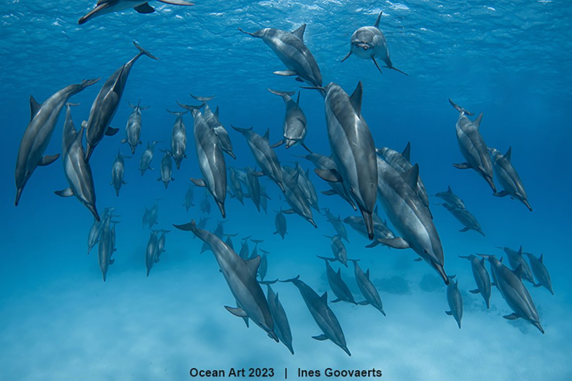 Les magnifiques photographies lauréates du concours photo Ocean Art (45 ...
