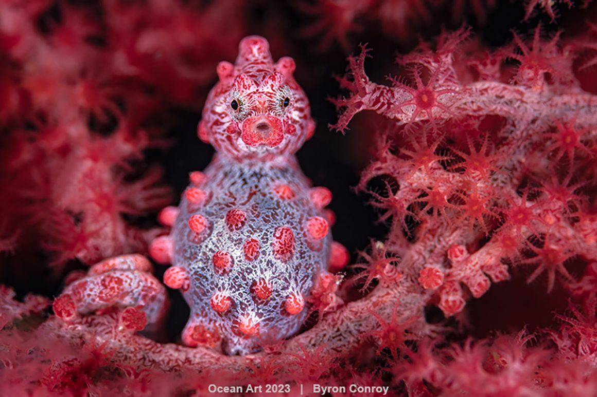 Les magnifiques photographies lauréates du concours photo Ocean Art (45 ...