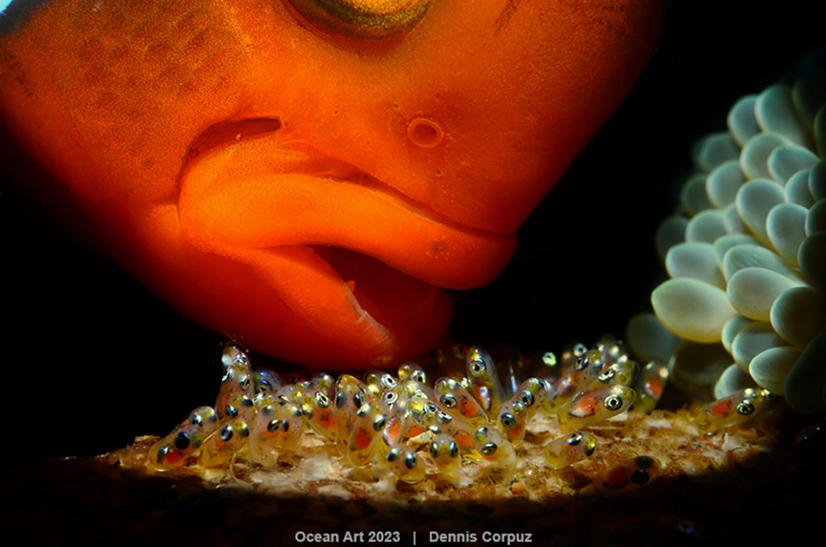 Les magnifiques photographies lauréates du concours photo Ocean Art (45 ...
