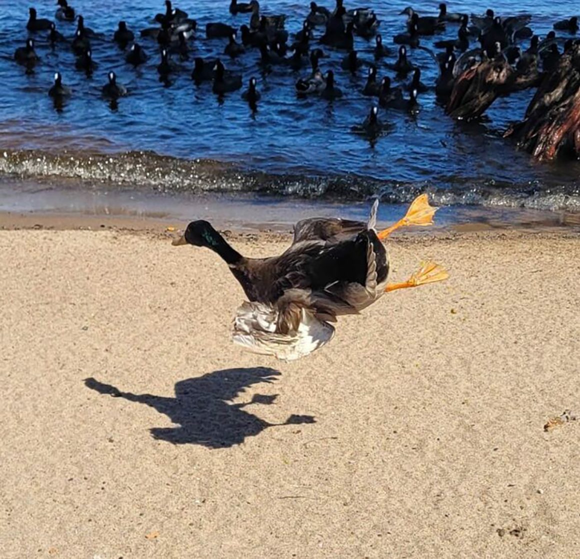 Ce groupe Facebook compile les meilleures photos de fails animaliers ...