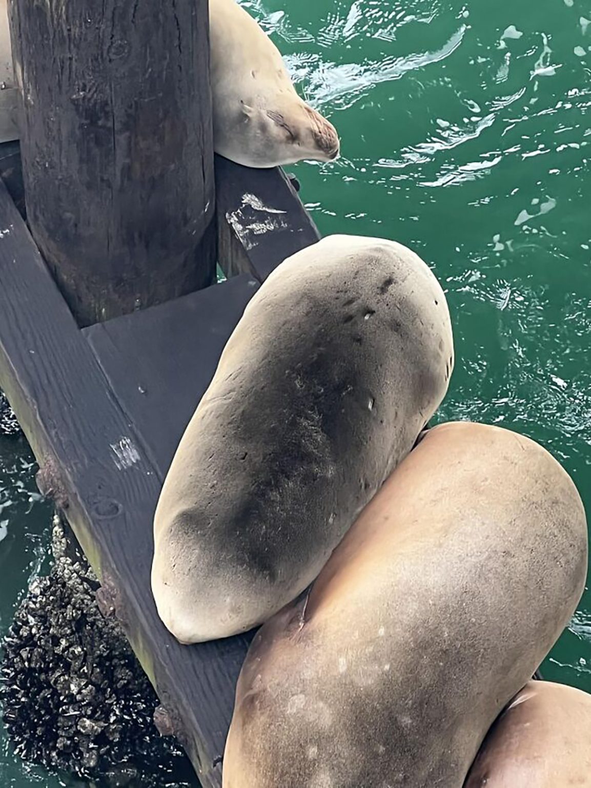 Ce groupe Facebook compile les meilleures photos de fails animaliers ...