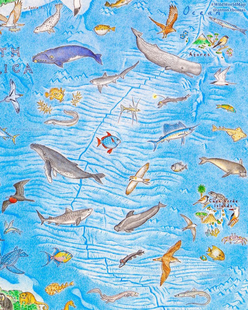 Ce cartographe reproduit 1642 espèces animales à la main sur une carte ...