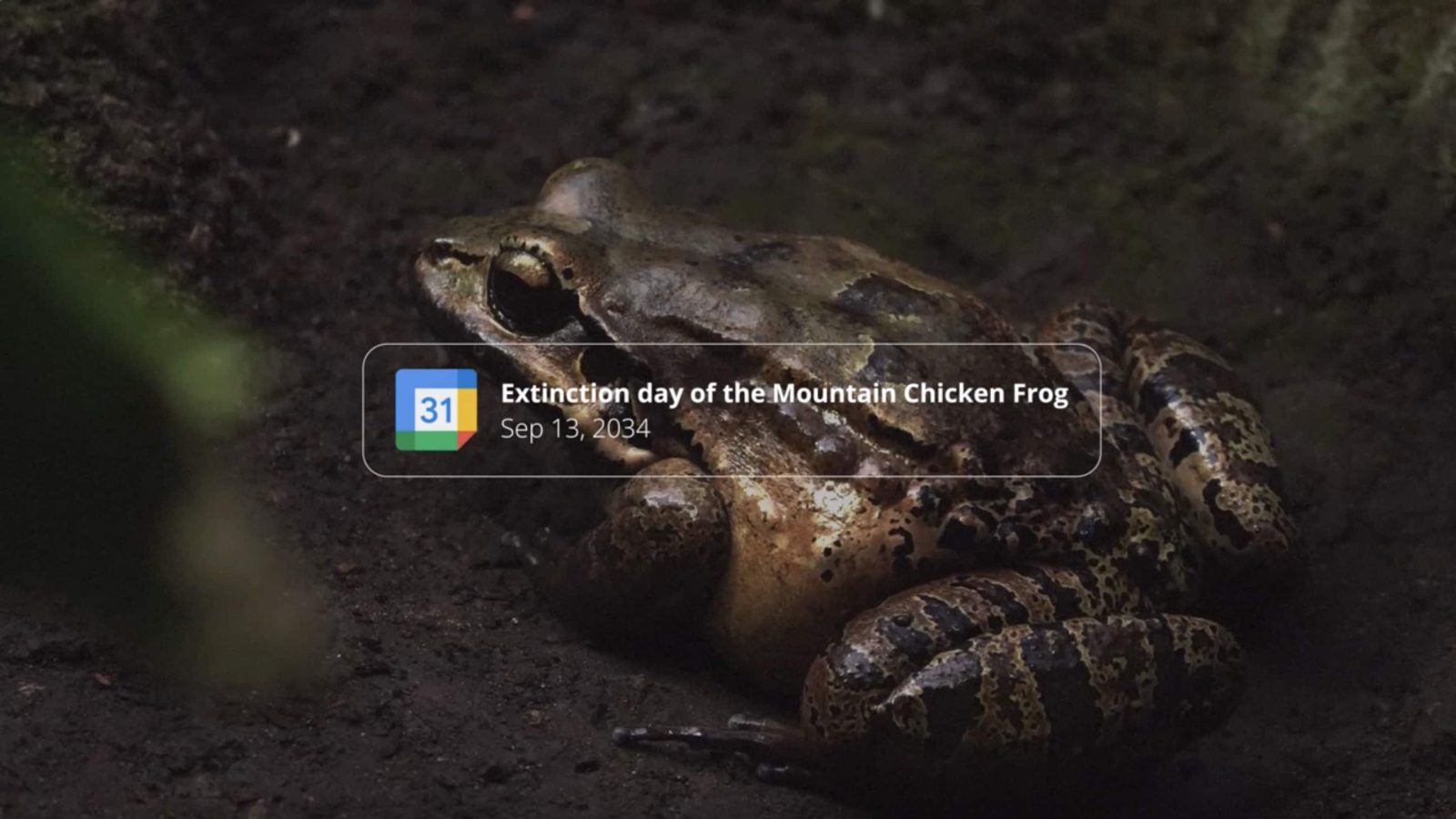 Le WWF détourne Google Agenda pour vous rappeler les dates d’extinction ...