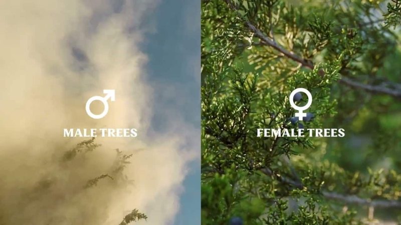 Ce laboratoire plante des arbres femelles pour lutter contre l'allergie ...