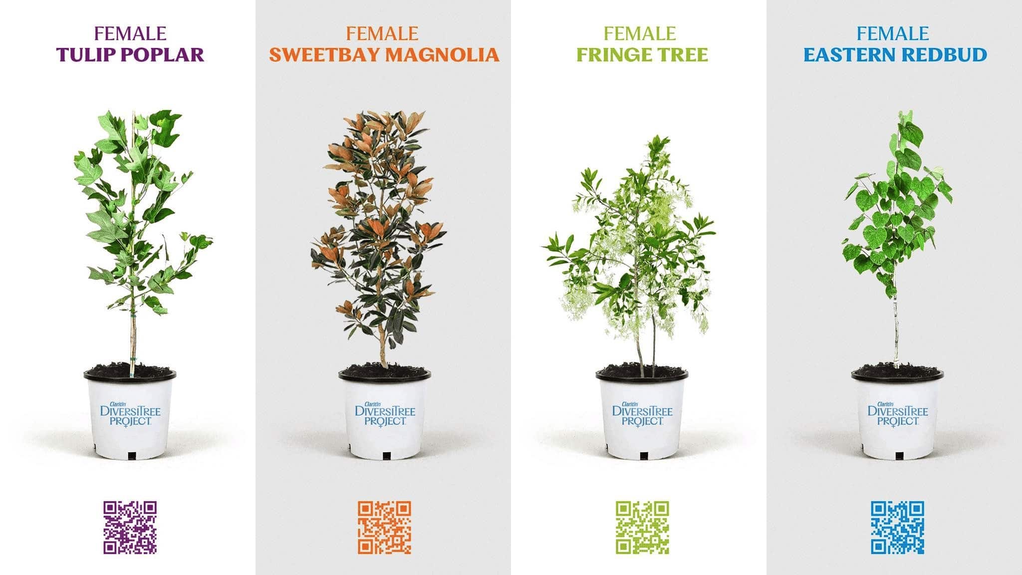 Ce laboratoire plante des arbres femelles pour lutter contre l'allergie ...