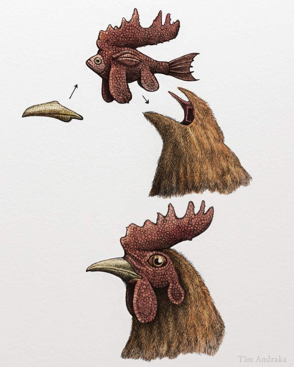 Les illustrations naturalistes absurdes et créatives de Tim Andraka ...