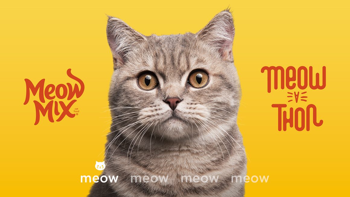 Cette marque vous offre le stock de croquettes si vous écoutez ce chat ...