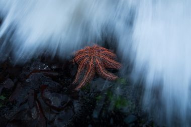 Les sublimes clichés lauréats du Nature Photographer Awards 2024 ...
