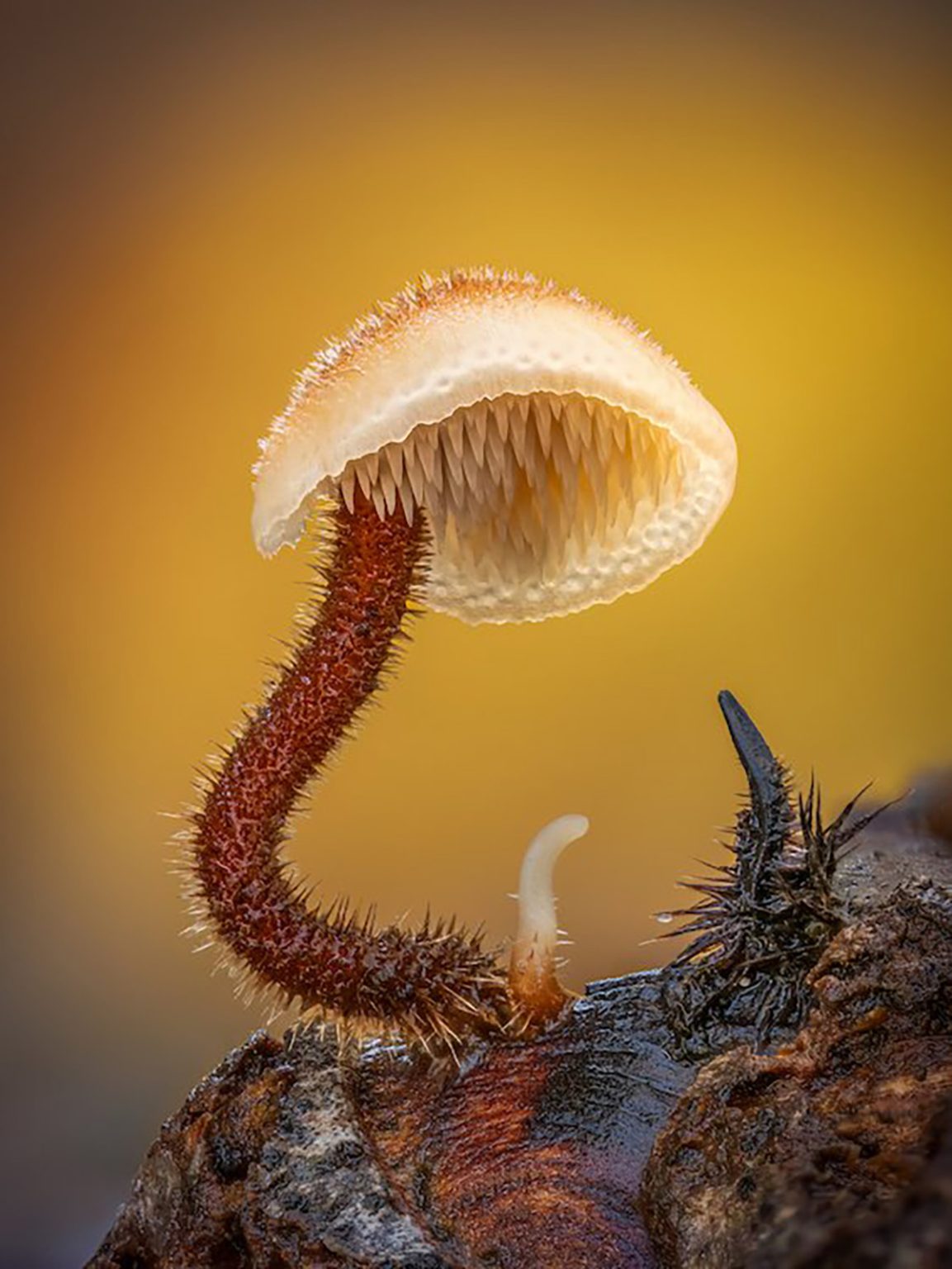 Les magnifiques clichés lauréats du concours Close-up Photographer OTY ...