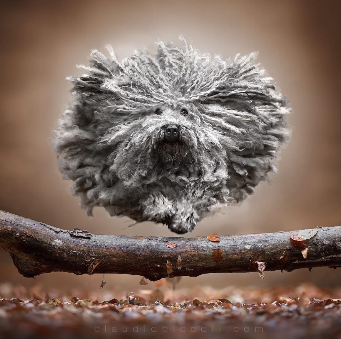 Ce photographe capture des chiens en plein vol avec des clichés ...