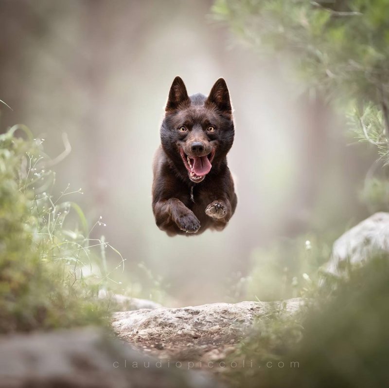 Ce photographe capture des chiens en plein vol avec des clichés ...
