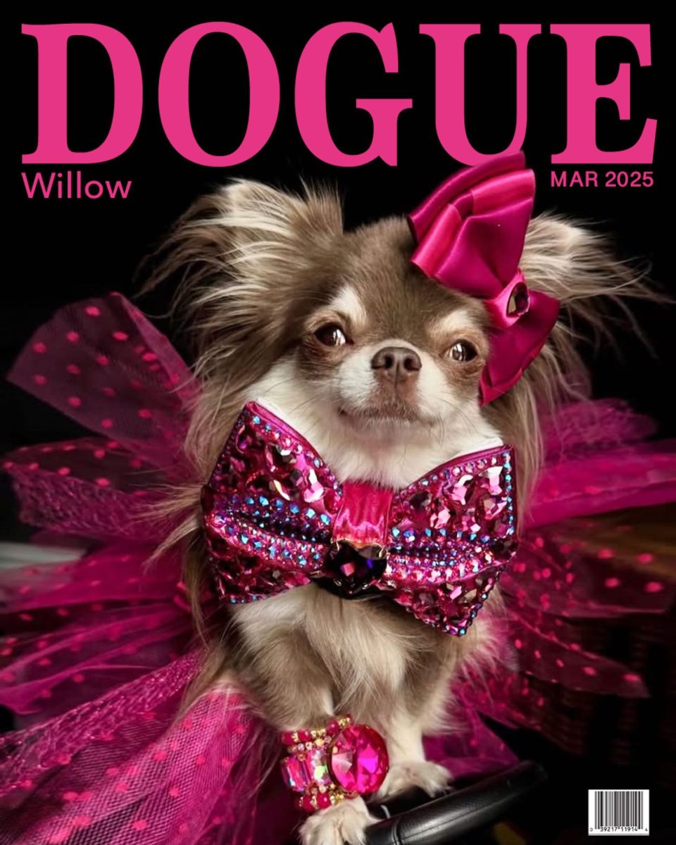 Sur Instagram, le compte Dogue parodie le magazine de mode Vogue ...