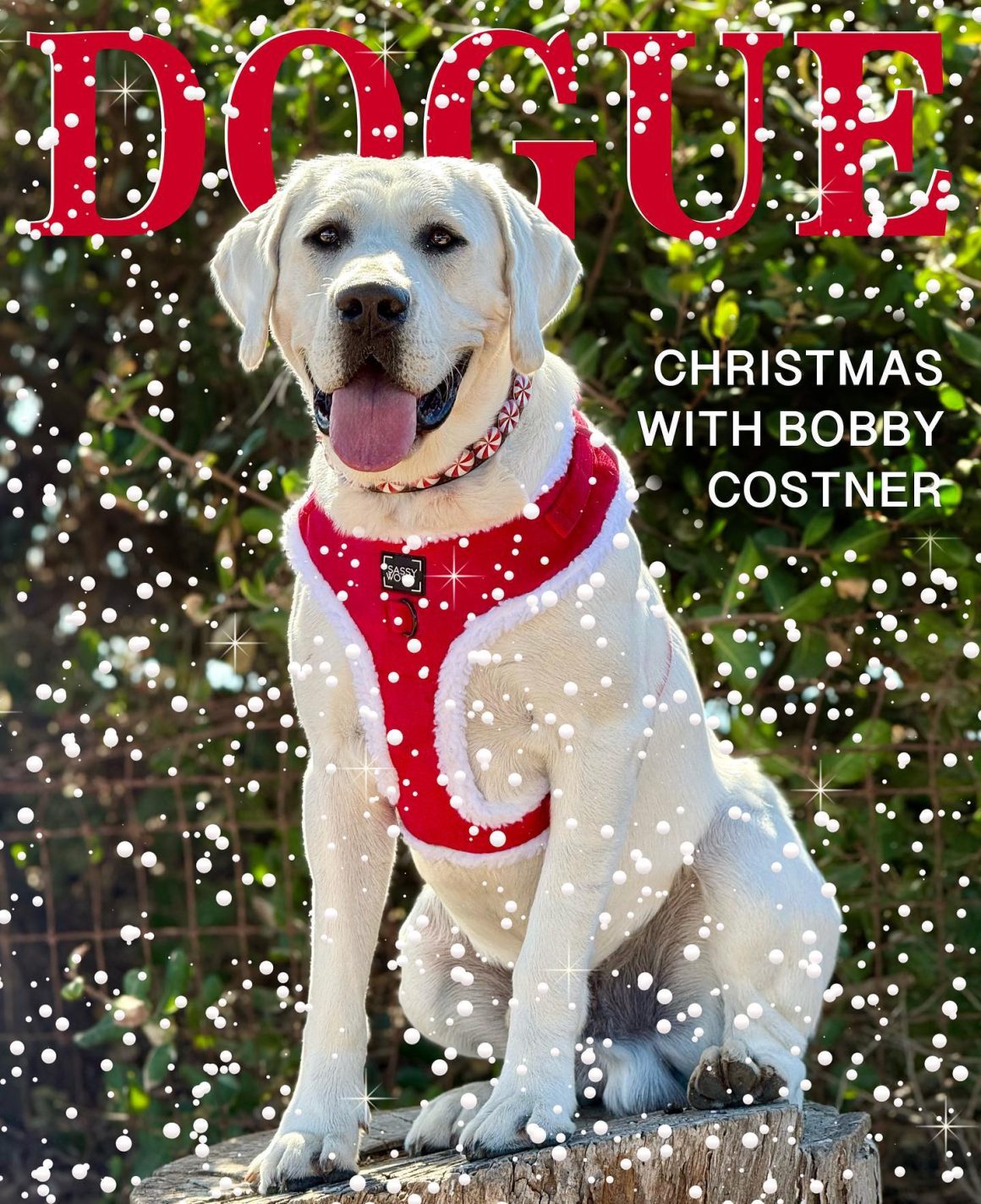 Sur Instagram, le compte Dogue parodie le magazine de mode Vogue ...