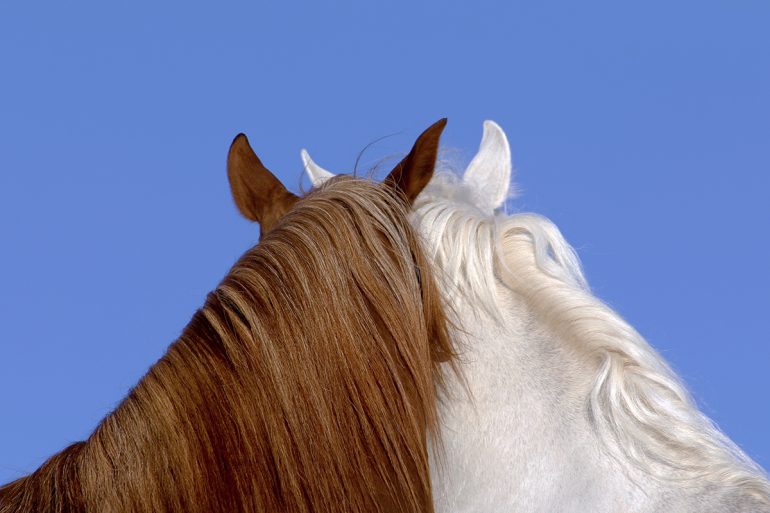 Les incroyables clichés lauréats de la catégorie Faune du Fine Art ...