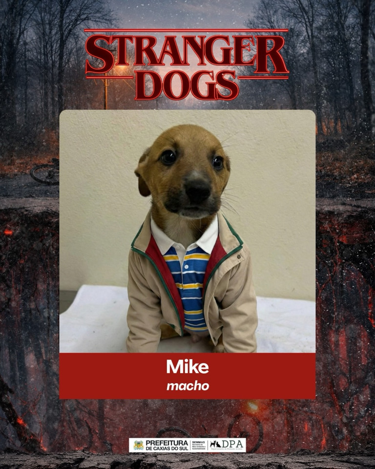 Au Brésil, des chiots transformés en héros de Stranger Things pour ...