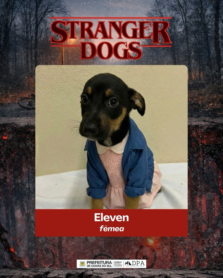 Au Brésil, des chiots transformés en héros de Stranger Things pour ...