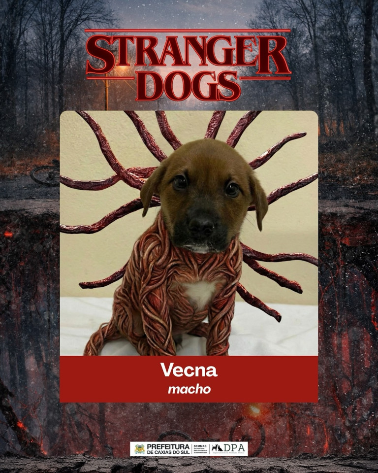 Au Brésil, des chiots transformés en héros de Stranger Things pour ...