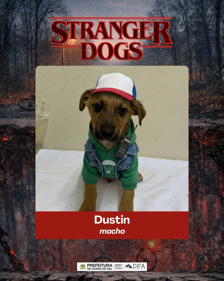 Au Brésil, des chiots transformés en héros de Stranger Things pour ...